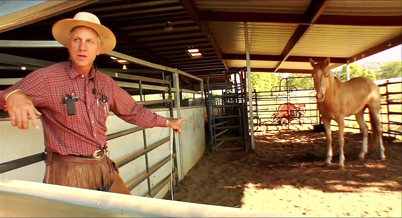 BUCK: the man inside the horseman – The Movie Gourmet